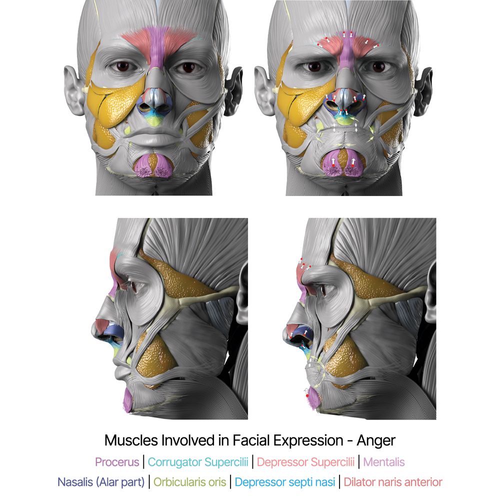Facial Expression - Anger | Anatomy.app