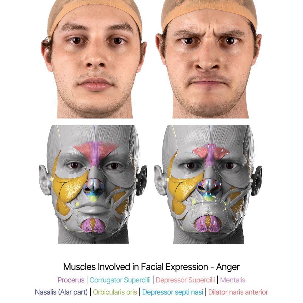 Facial expression - Anger (Anterior aspect) | Anatomy.app