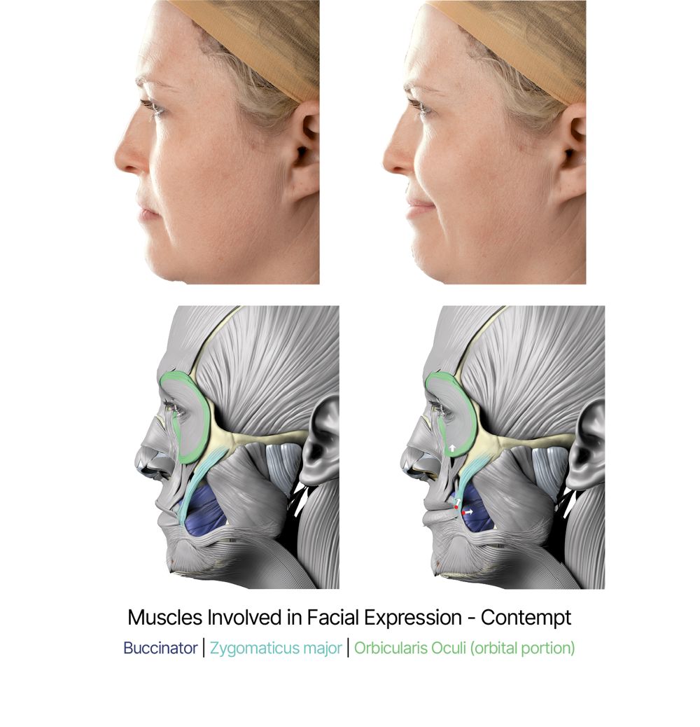 Facial expression - Contempt (Lateral aspect) | Anatomy.app