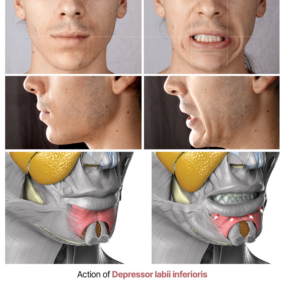Action of Depressor labii inferioris | Anatomy.app