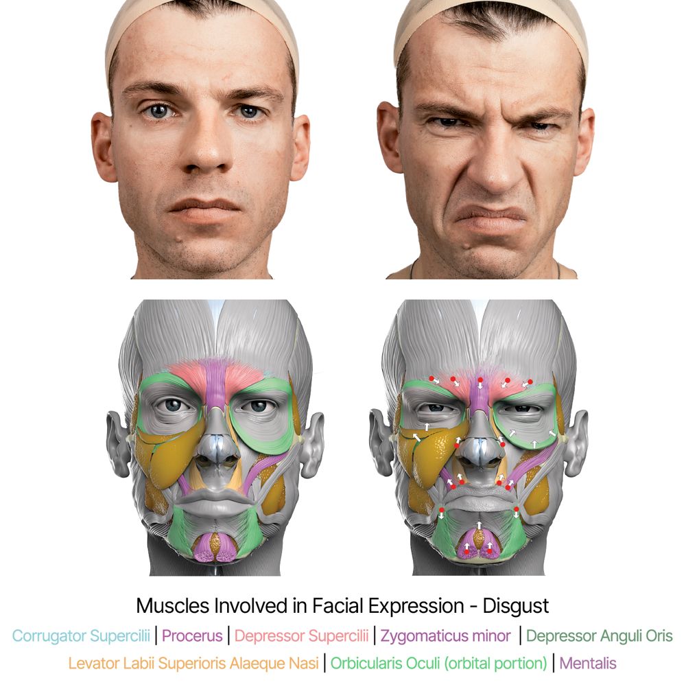 Facial Expression - Disgust (Anterior aspect) | Anatomy.app