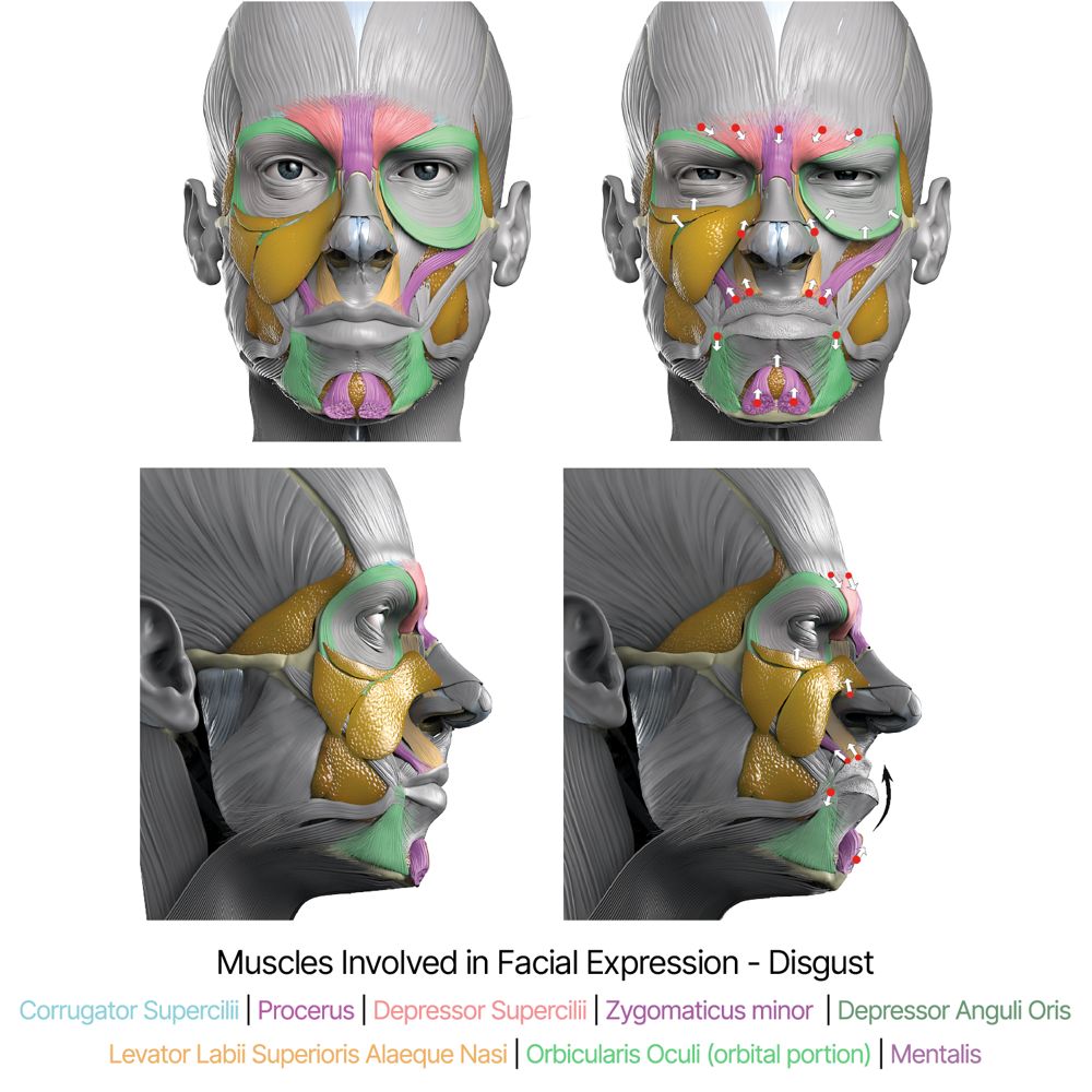 Facial Expression - Disgust | Anatomy.app