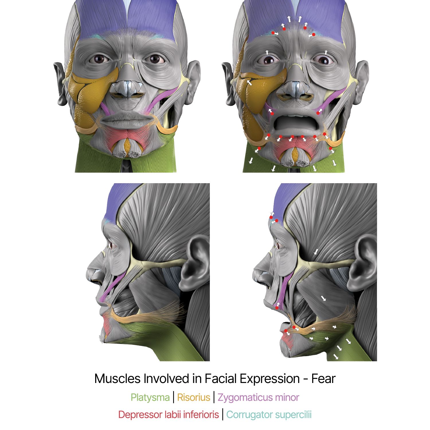 Facial expression - Fear | Anatomy.app