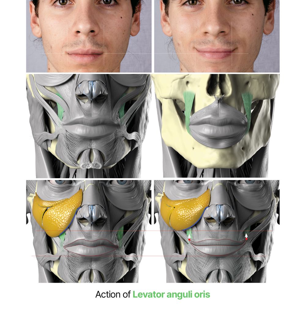 Action of Levator anguli oris | Anatomy.app