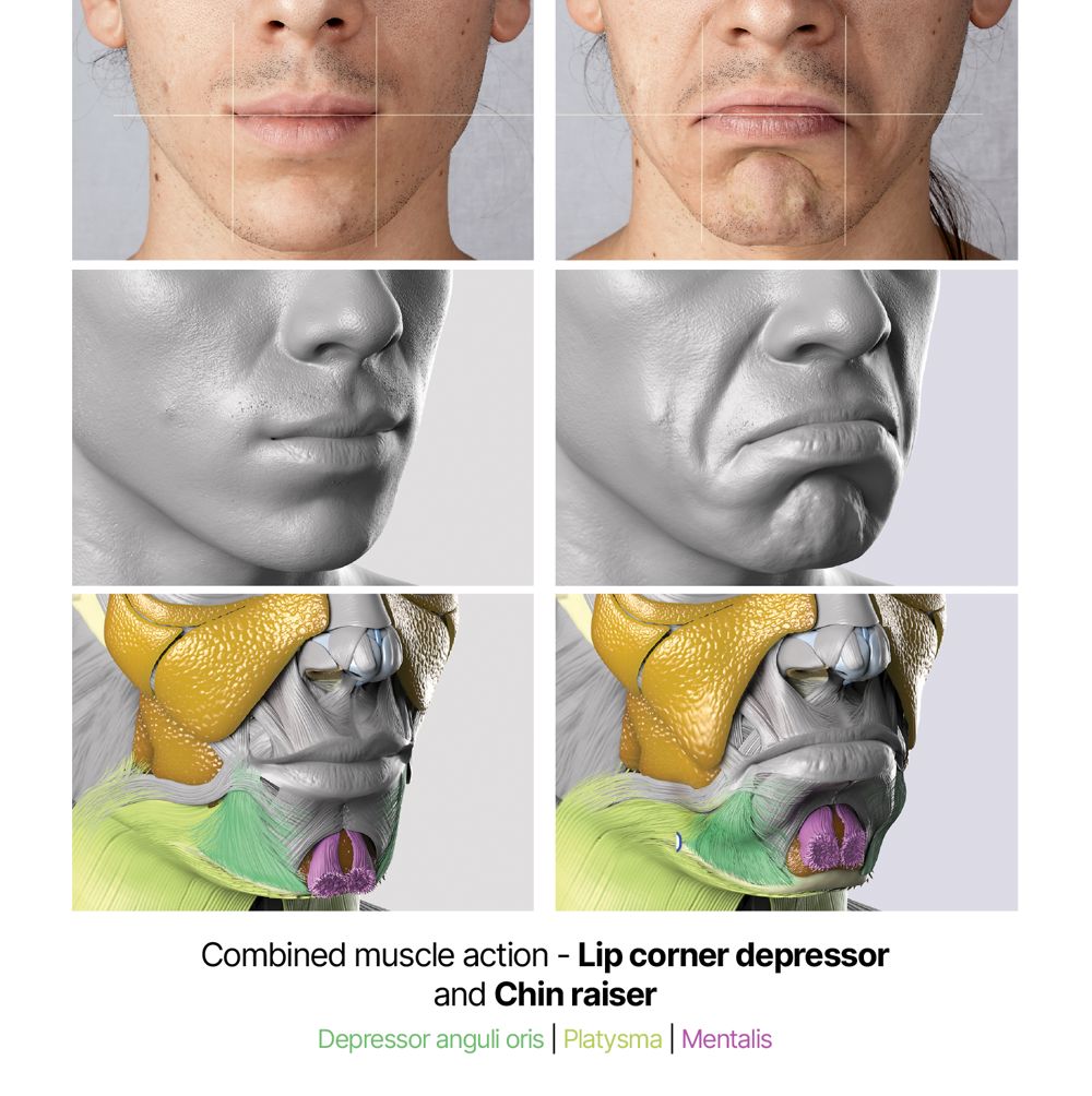 Combined muscle action - Lip corner depressor and chin raiser | Anatomy.app