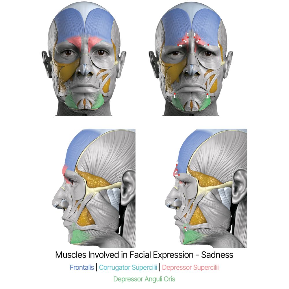 Facial Expression - Sadness | Anatomy.app