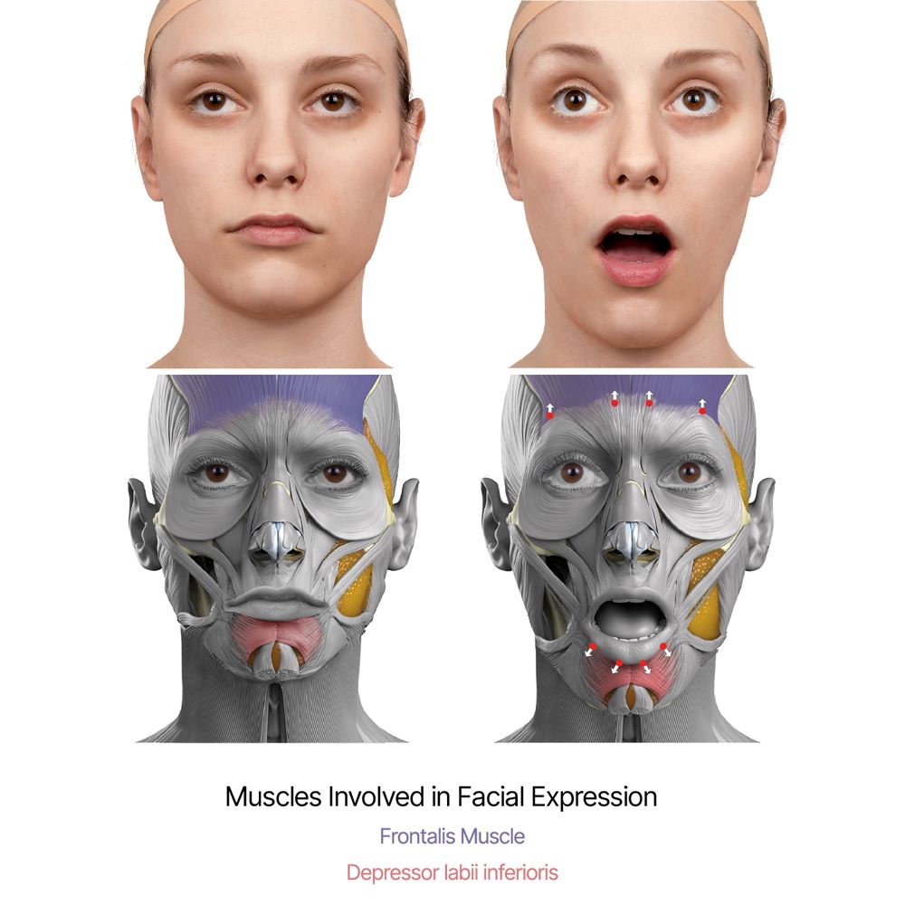 Facial Muscles Of Expression
