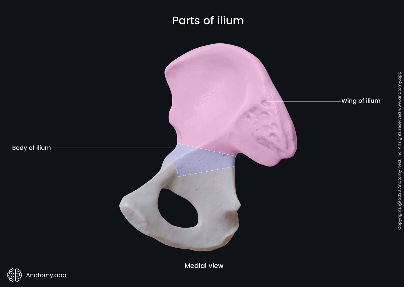 Parts of ilium (medial view) | Anatomy.app