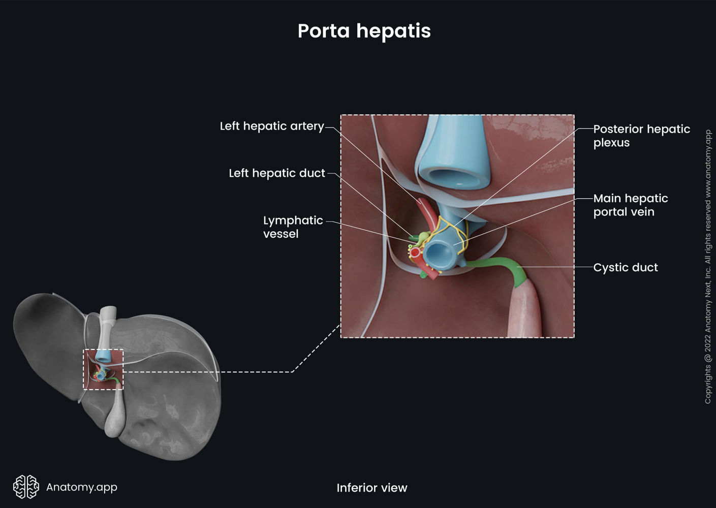 Porta hepatis | Anatomy.app