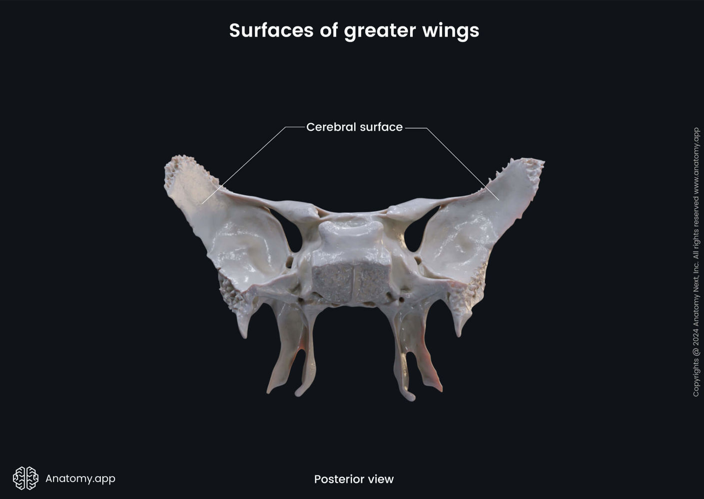 Surfaces of greater wings (sphenoid) | Anatomy.app