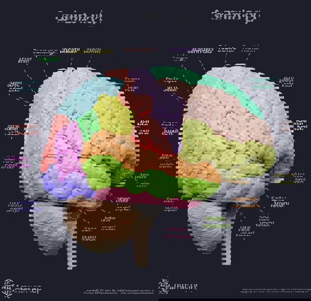 Cerebral gyri (lateral view of right cerebral hemisphere) | Anatomy.app