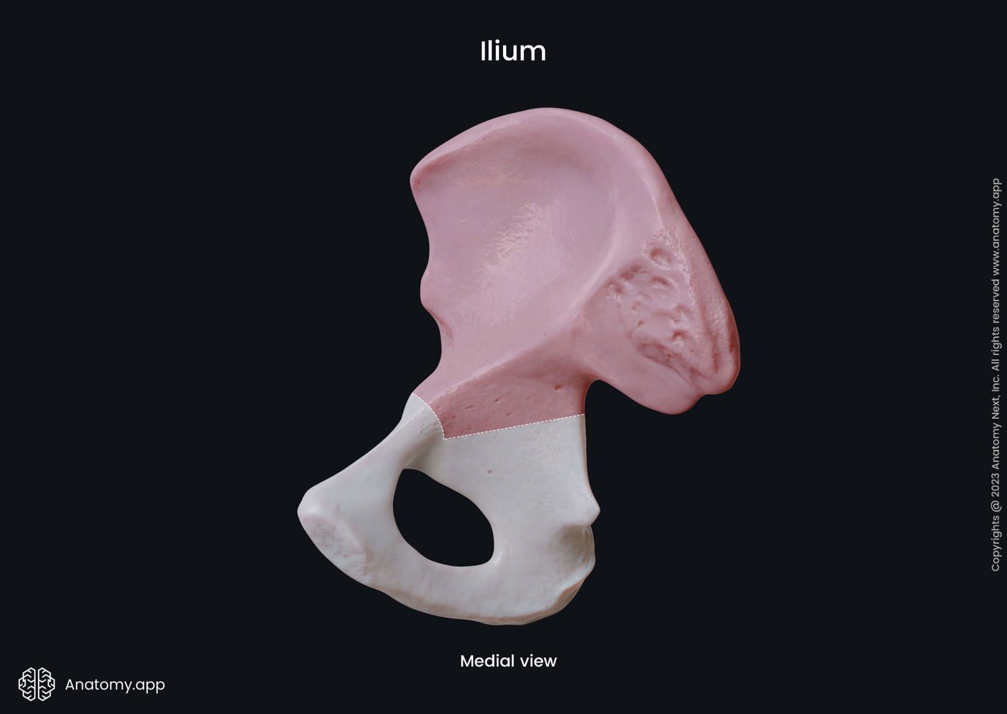 Ilium (medial view) | Anatomy.app