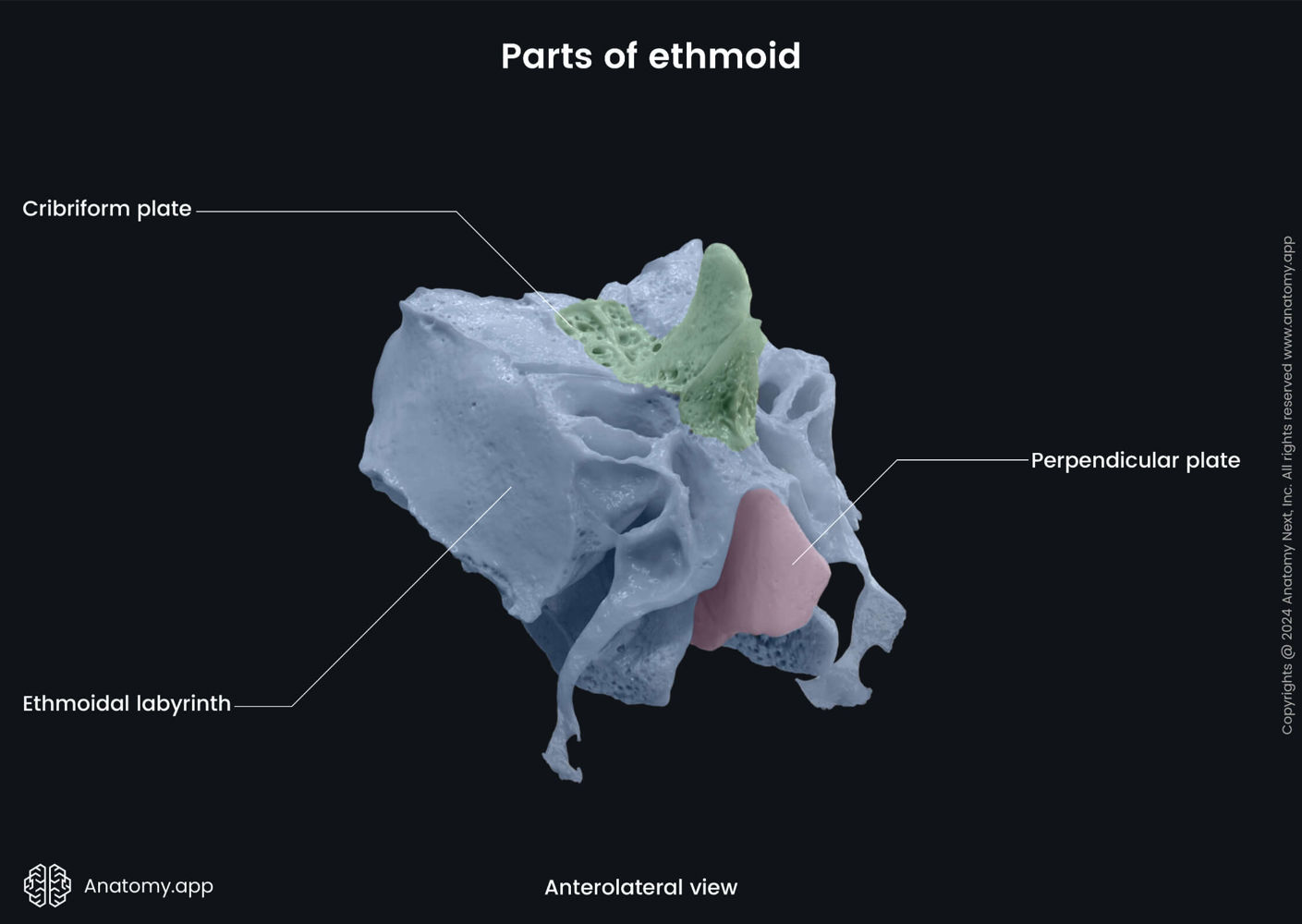 Parts of ethmoid | Anatomy.app