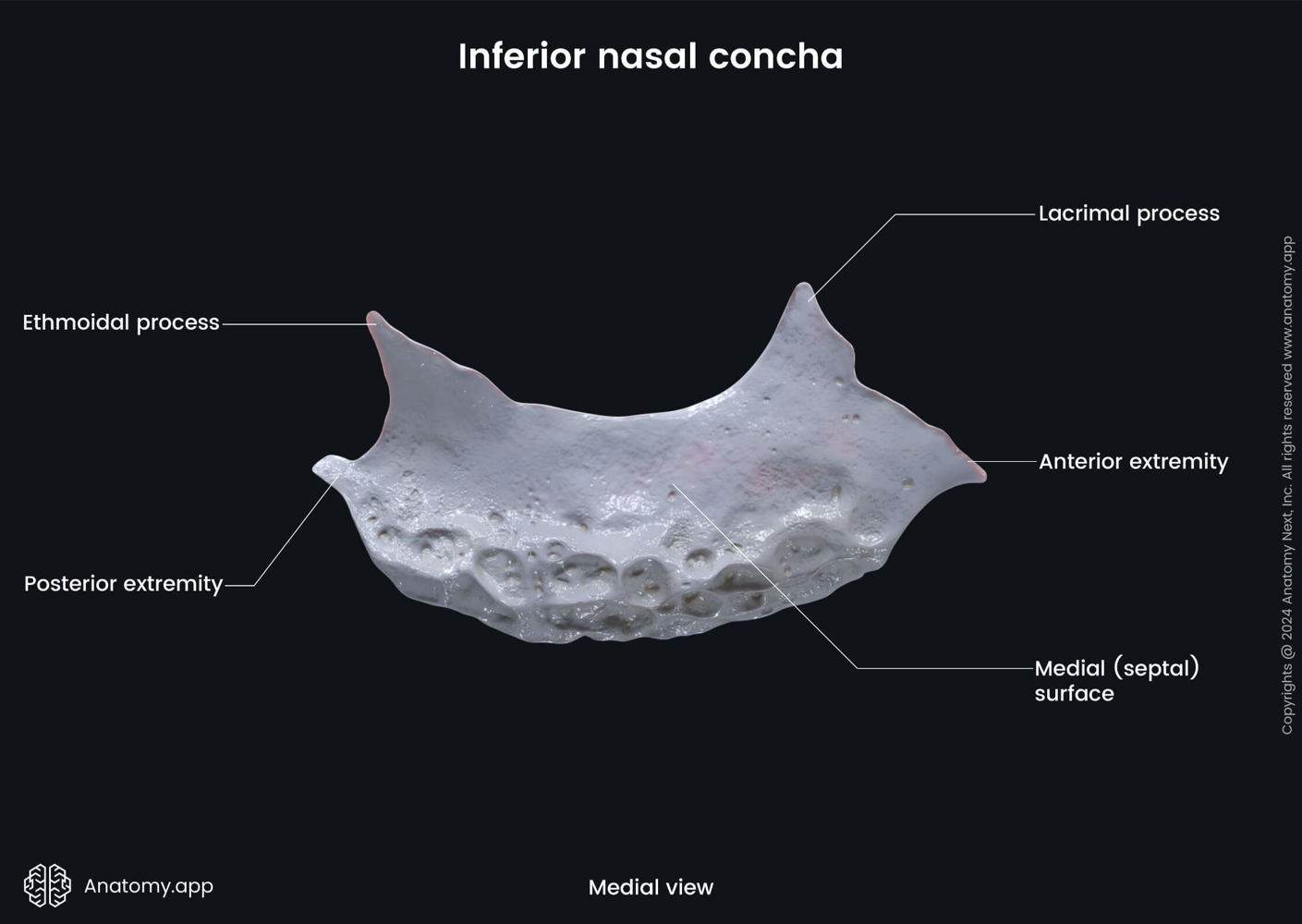 Medial surface of inferior nasal concha | Anatomy.app