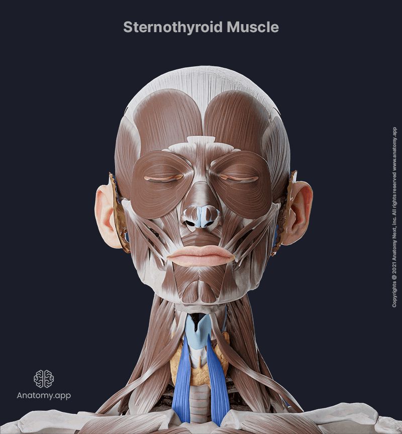 Sternothyroid muscle | Anatomy.app