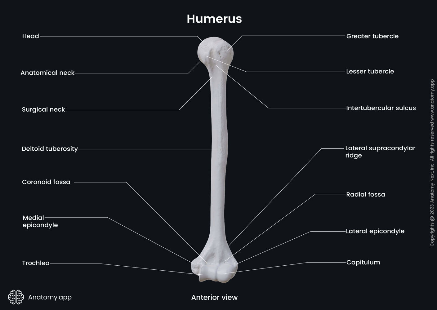 Humerus (anterior view) | Anatomy.app