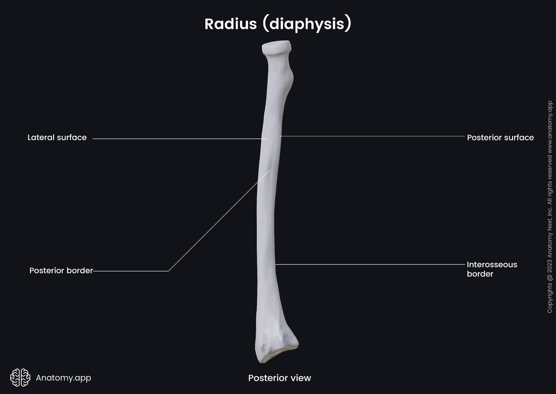 Radius | Encyclopedia | Anatomy.app | Learn anatomy | 3D models ...