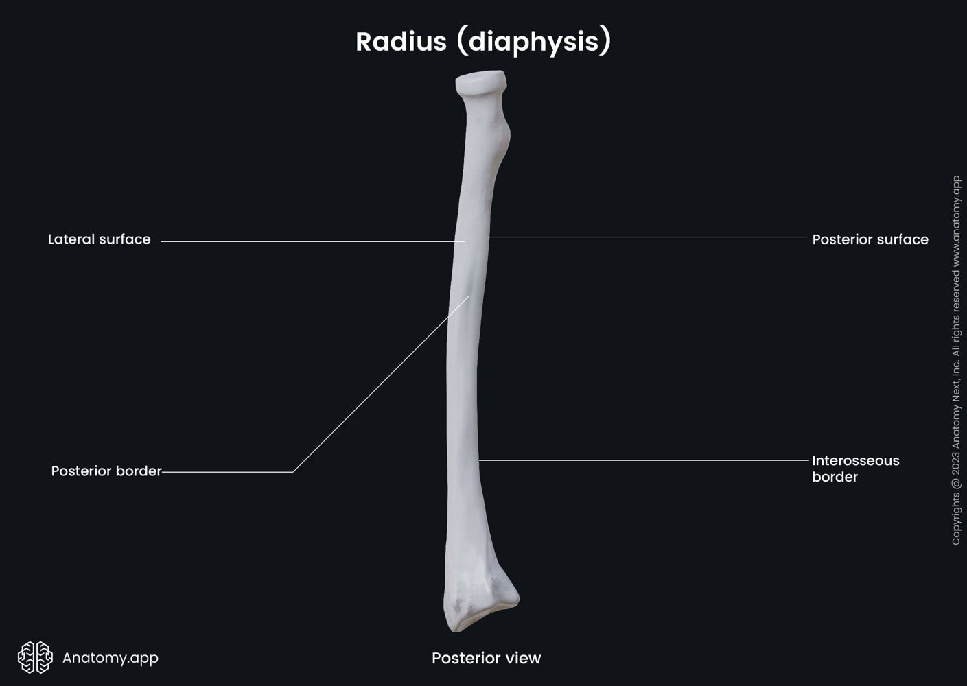 Diaphysis of radius (posterior view) | Anatomy.app