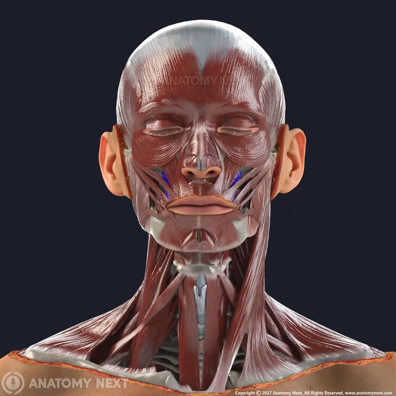 Levator anguli oris | Encyclopedia | Anatomy.app | Learn anatomy | 3D ...