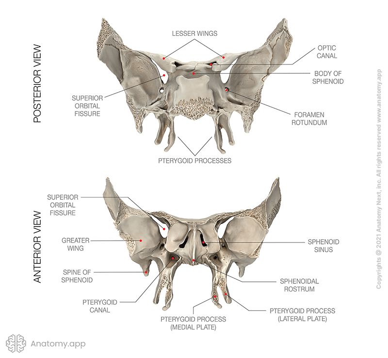 Posterior and anterior views of sphenoid | Anatomy.app