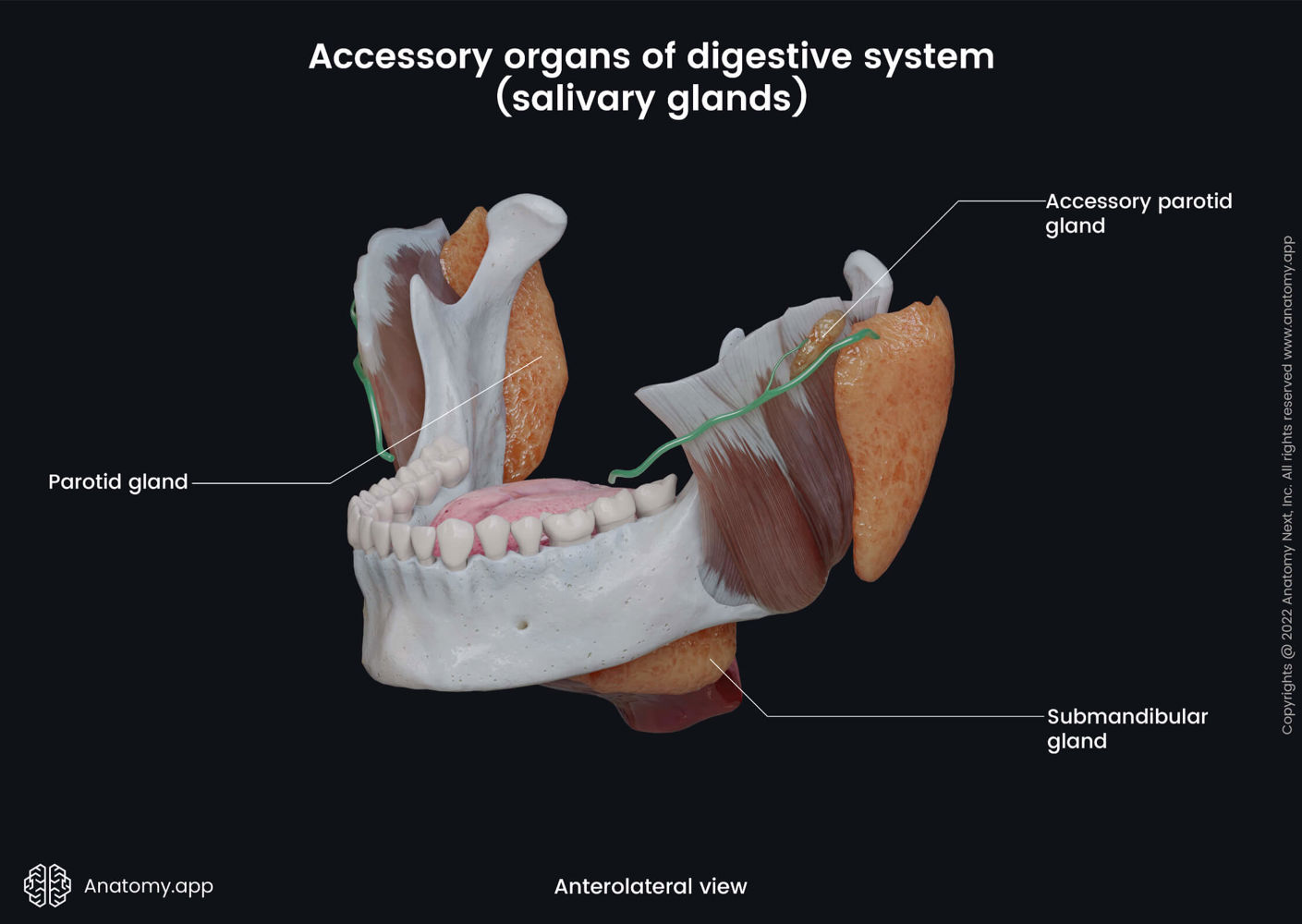 Accessory organs of digestive system (salivary glands) | Anatomy.app