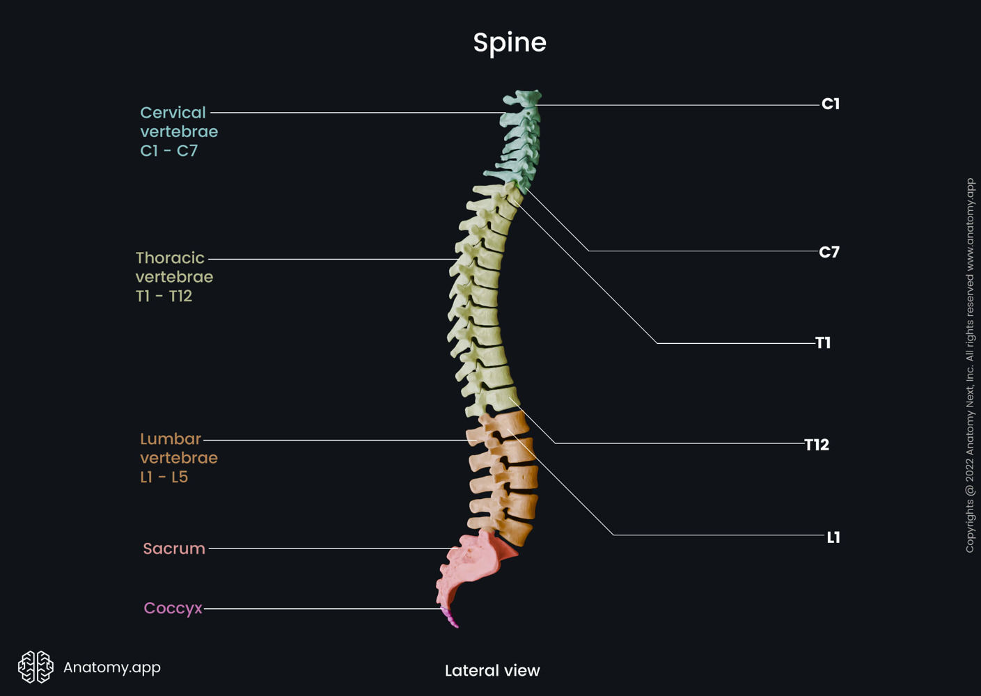 Parts of spine (lateral view) | Anatomy.app