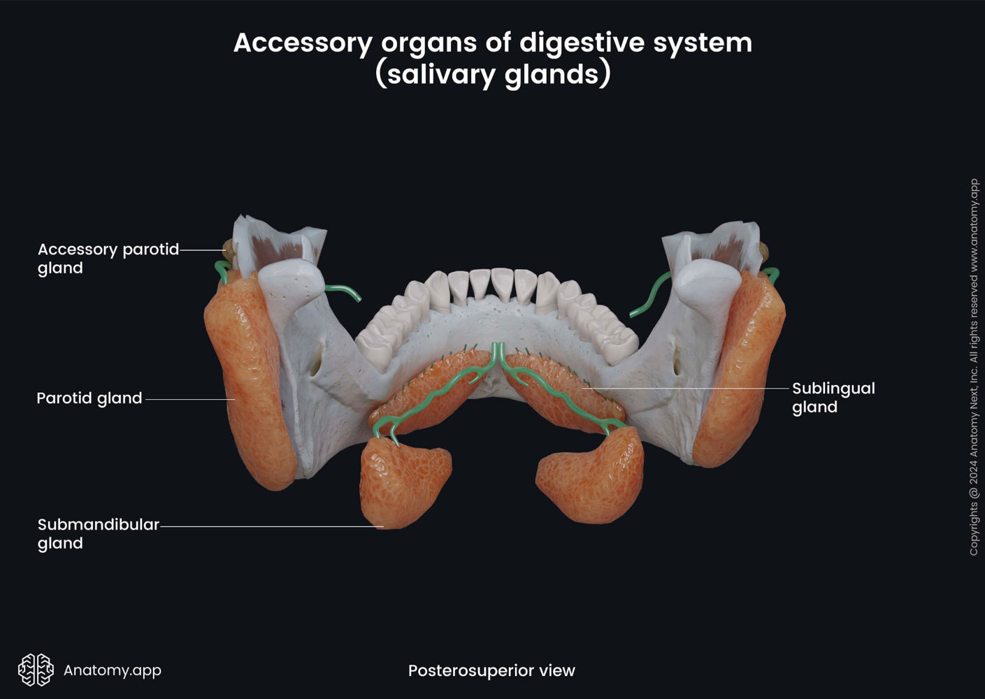 Accessory organs of digestive system (salivary glands) | Anatomy.app