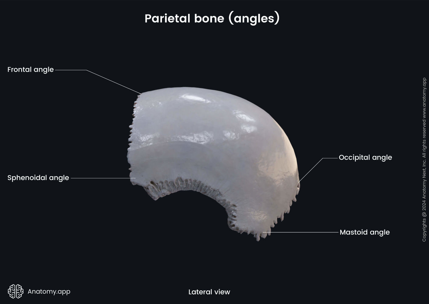 Angles of parietal bone (lateral view) | Anatomy.app