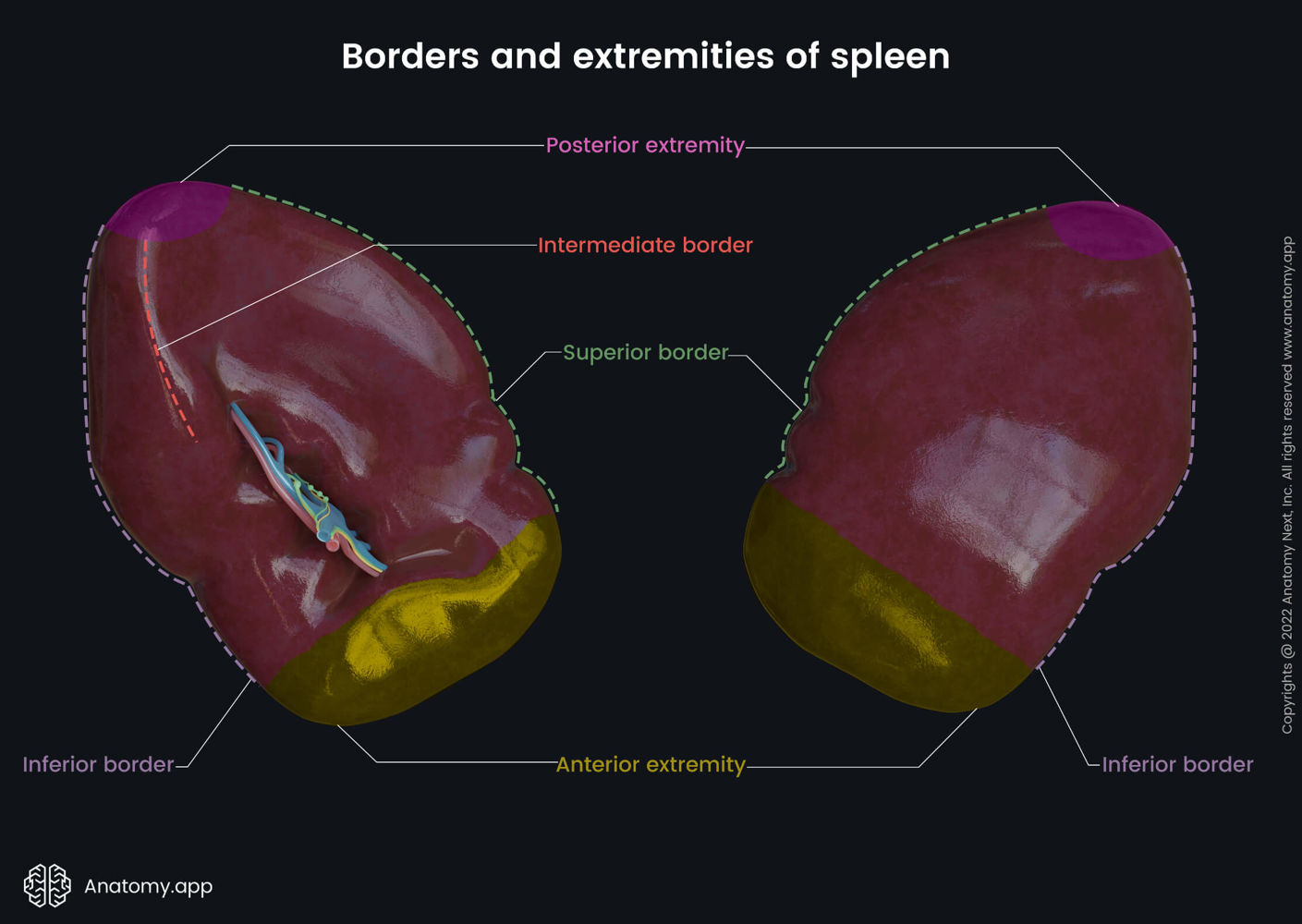 Borders and extremities of spleen | Anatomy.app