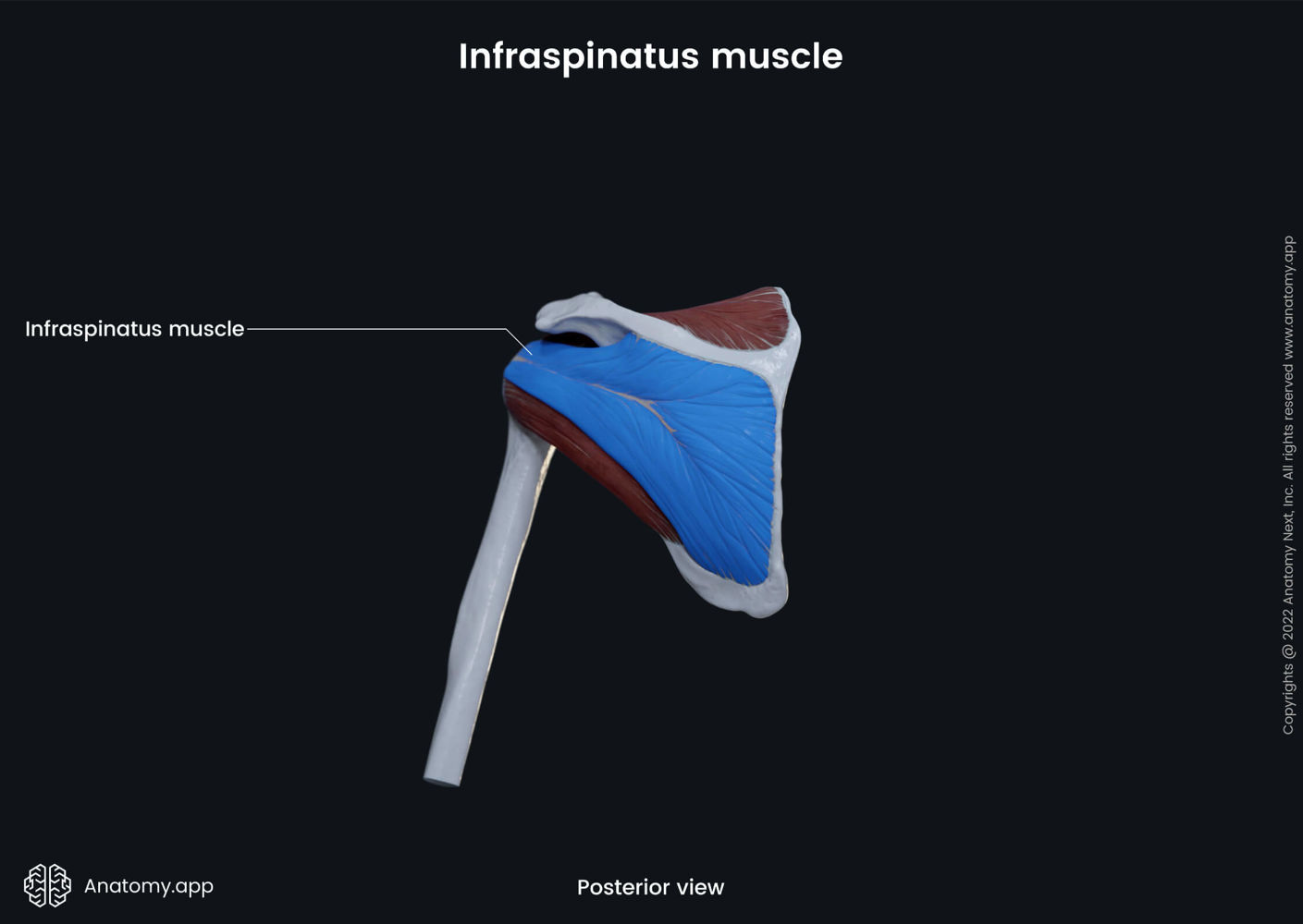 Infraspinatus (posterior view) | Anatomy.app