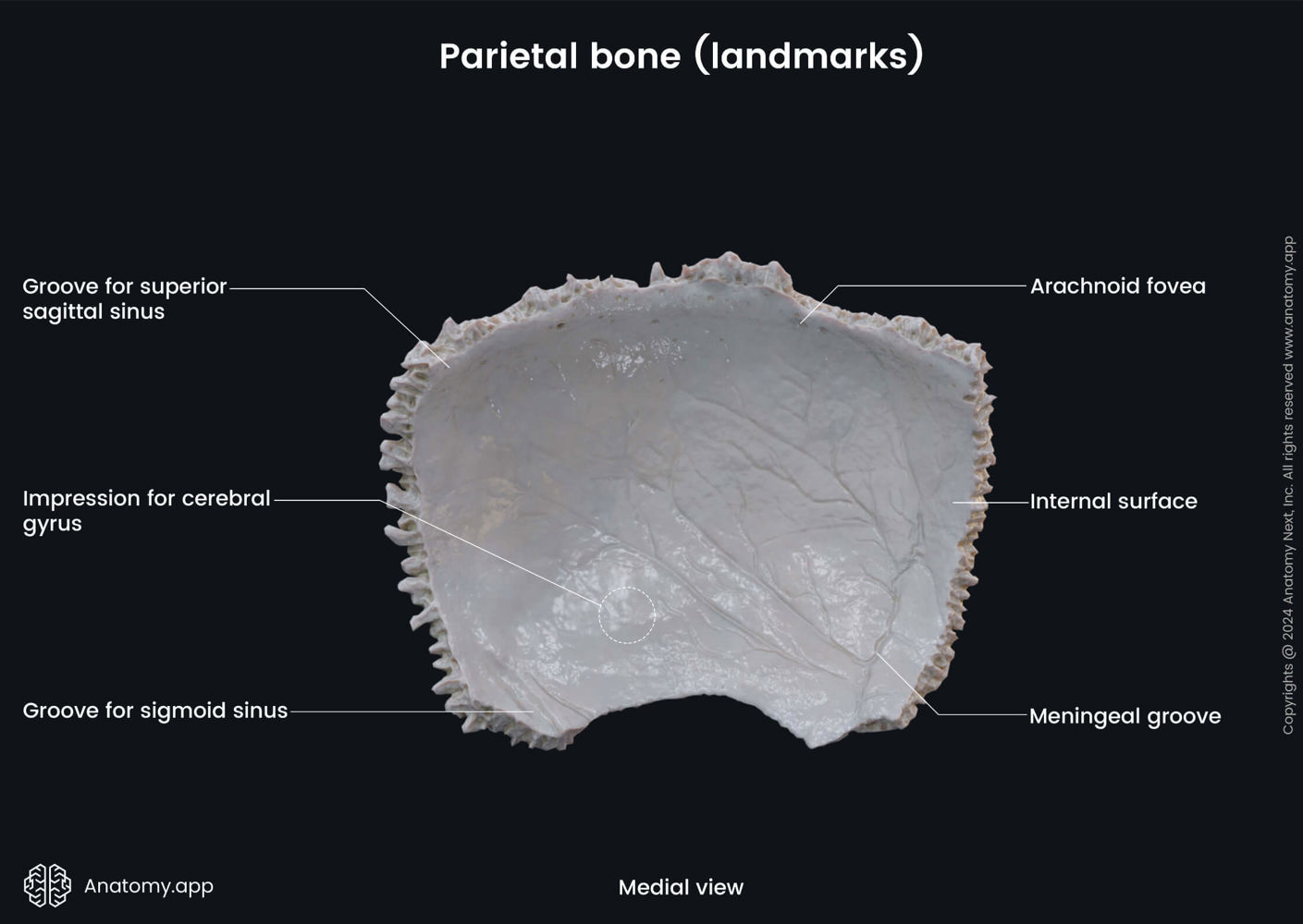 Landmarks of parietal bone (internal surface) | Anatomy.app