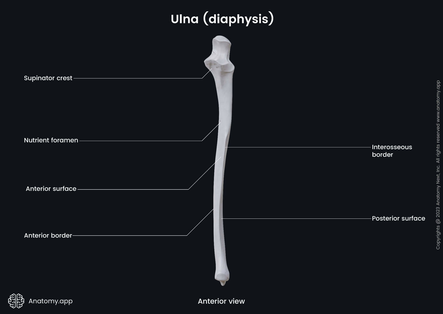 Diaphysis of ulna | Anatomy.app