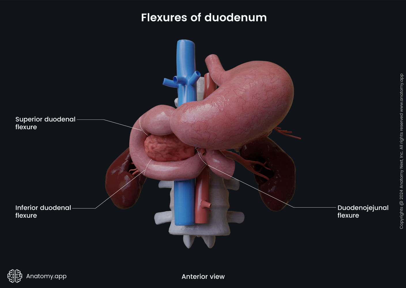 Flexures of duodenum | Anatomy.app