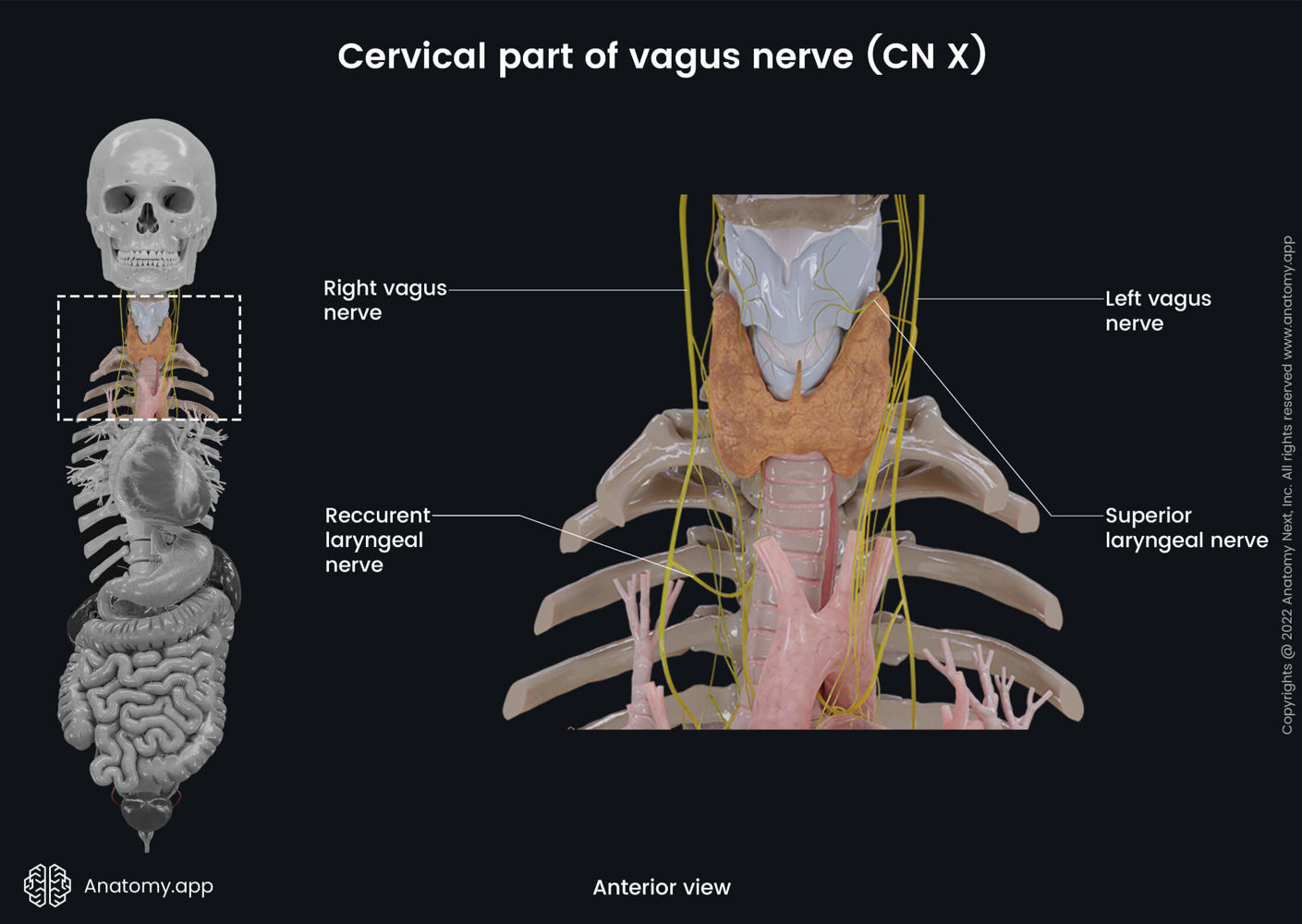 Cervical part of vagus nerve (CN X) | Anatomy.app