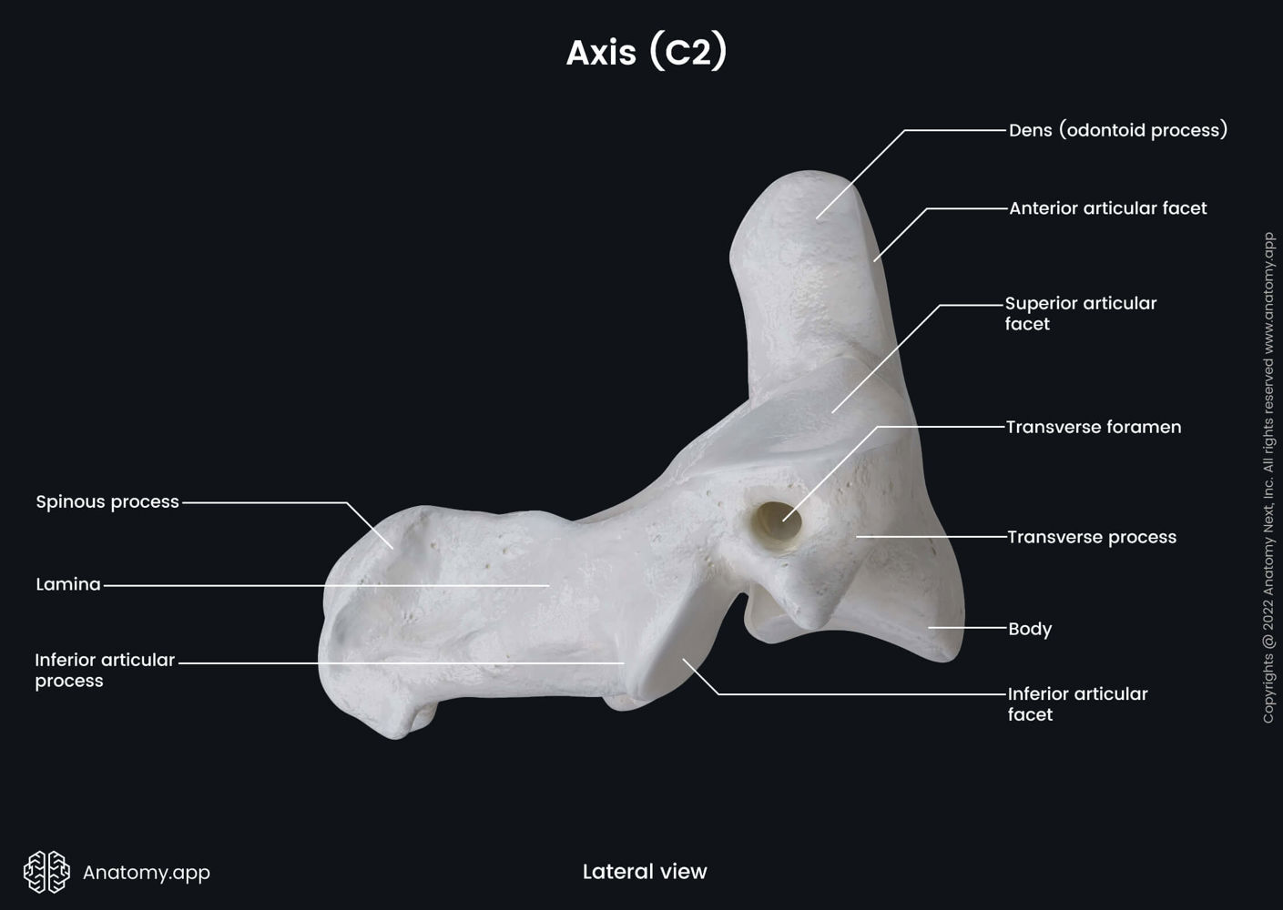 Axis (lateral view) | Anatomy.app