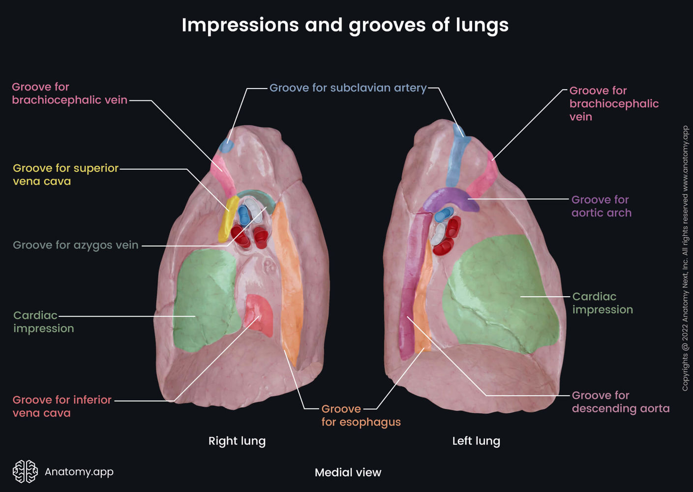 Impressions and grooves of lungs | Anatomy.app