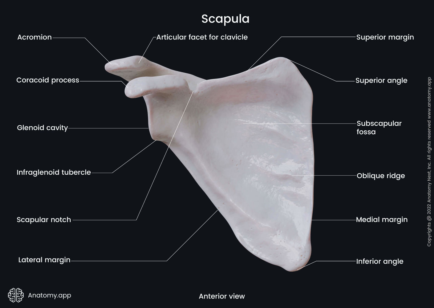 Anterior view of scapula | Anatomy.app