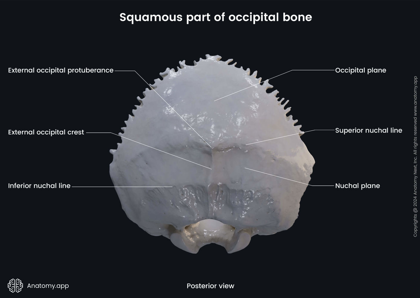 Squamous part of occipital bone (posterior view) | Anatomy.app