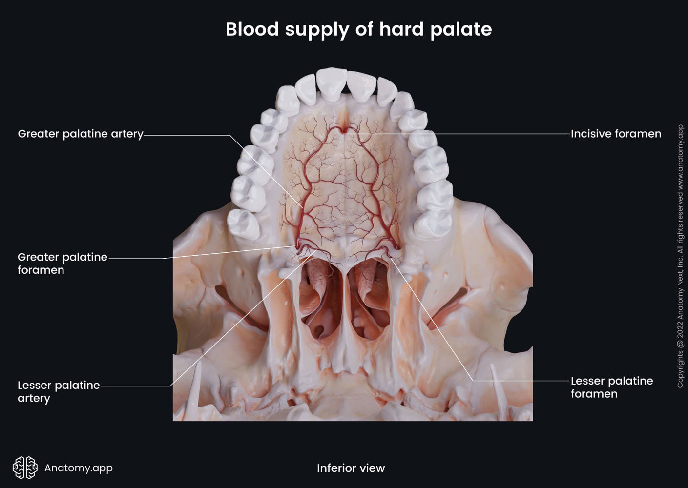 Arterial blood supply of hard palate | Anatomy.app