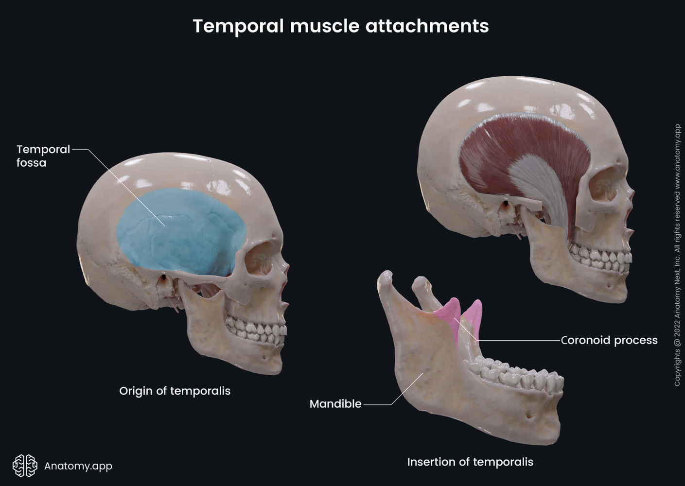 Origin and insertion of temporalis | Anatomy.app