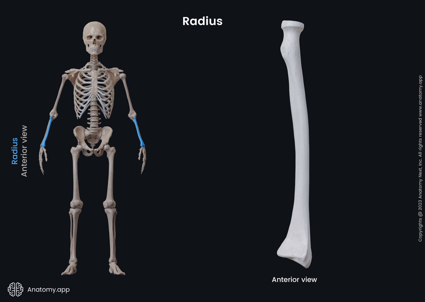 Radius | Anatomy.app