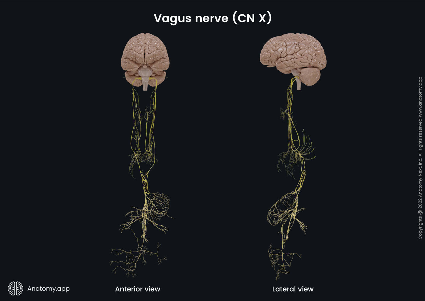 Overview of vagus nerve (CN X) | Anatomy.app