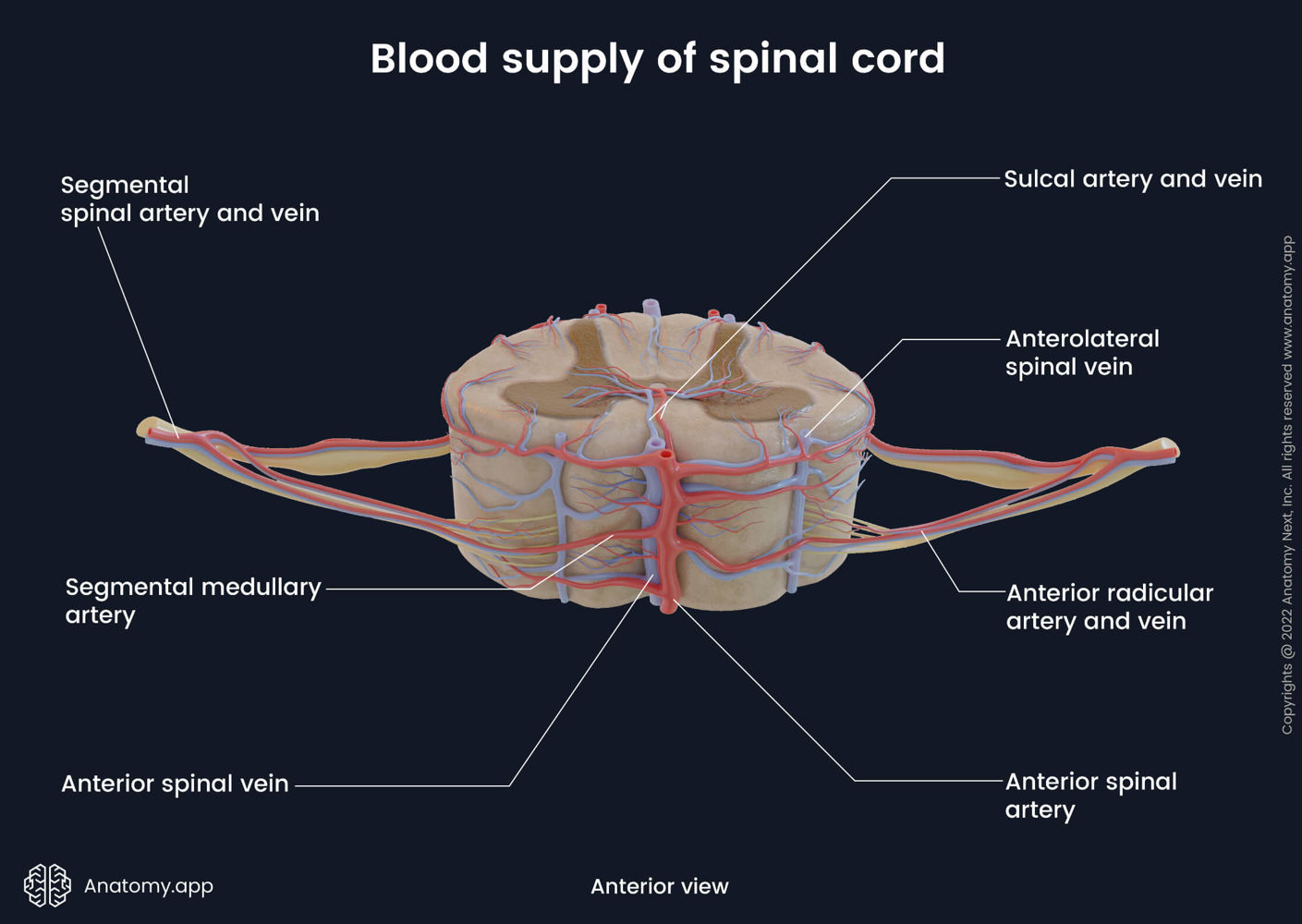 Blood supply of spinal cord (anterior view) | Anatomy.app