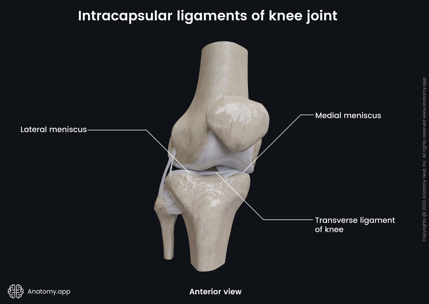 Intracapsular ligaments of knee joint (anterior view) | Anatomy.app