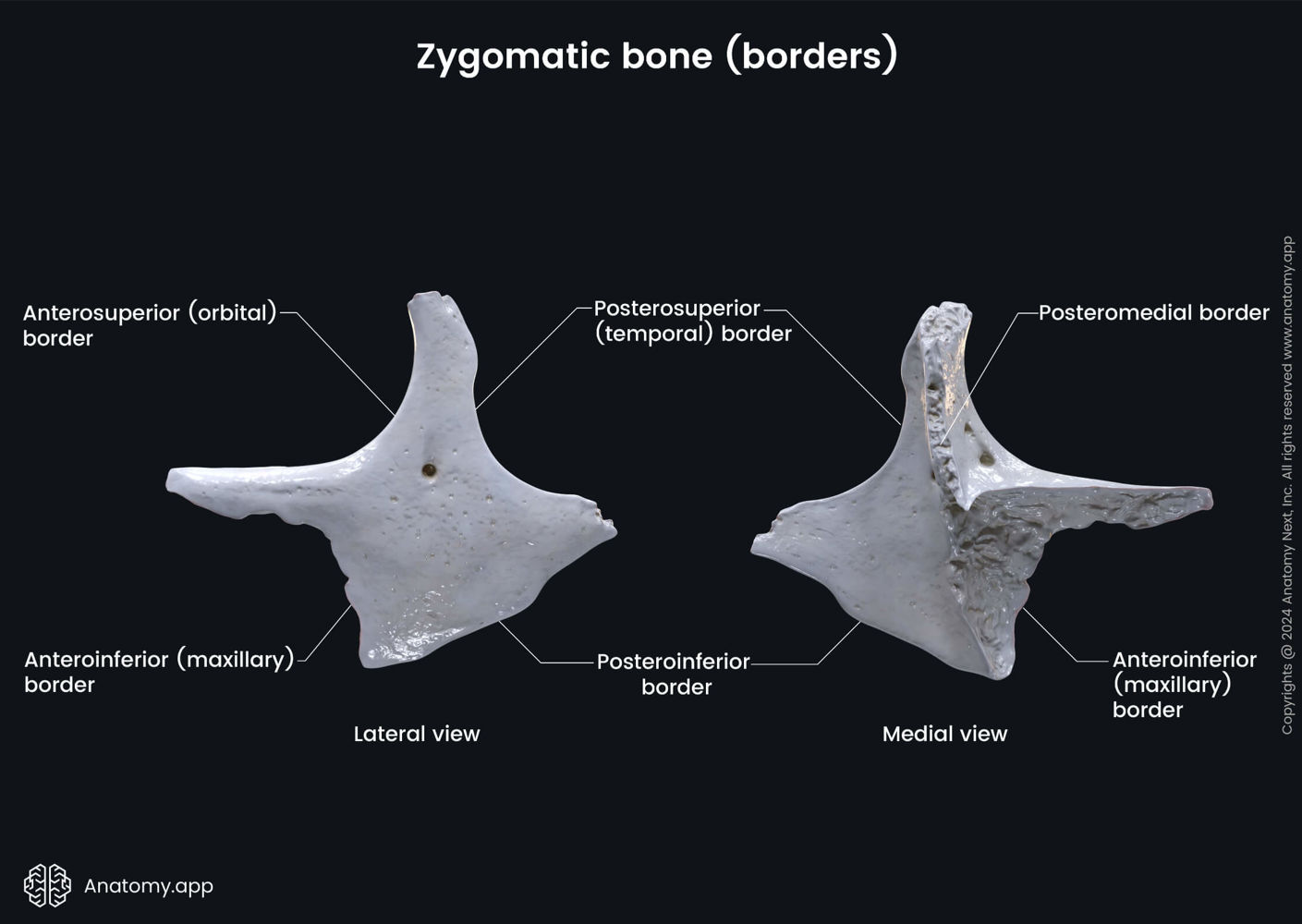 Zygomatic bone (borders) | Anatomy.app