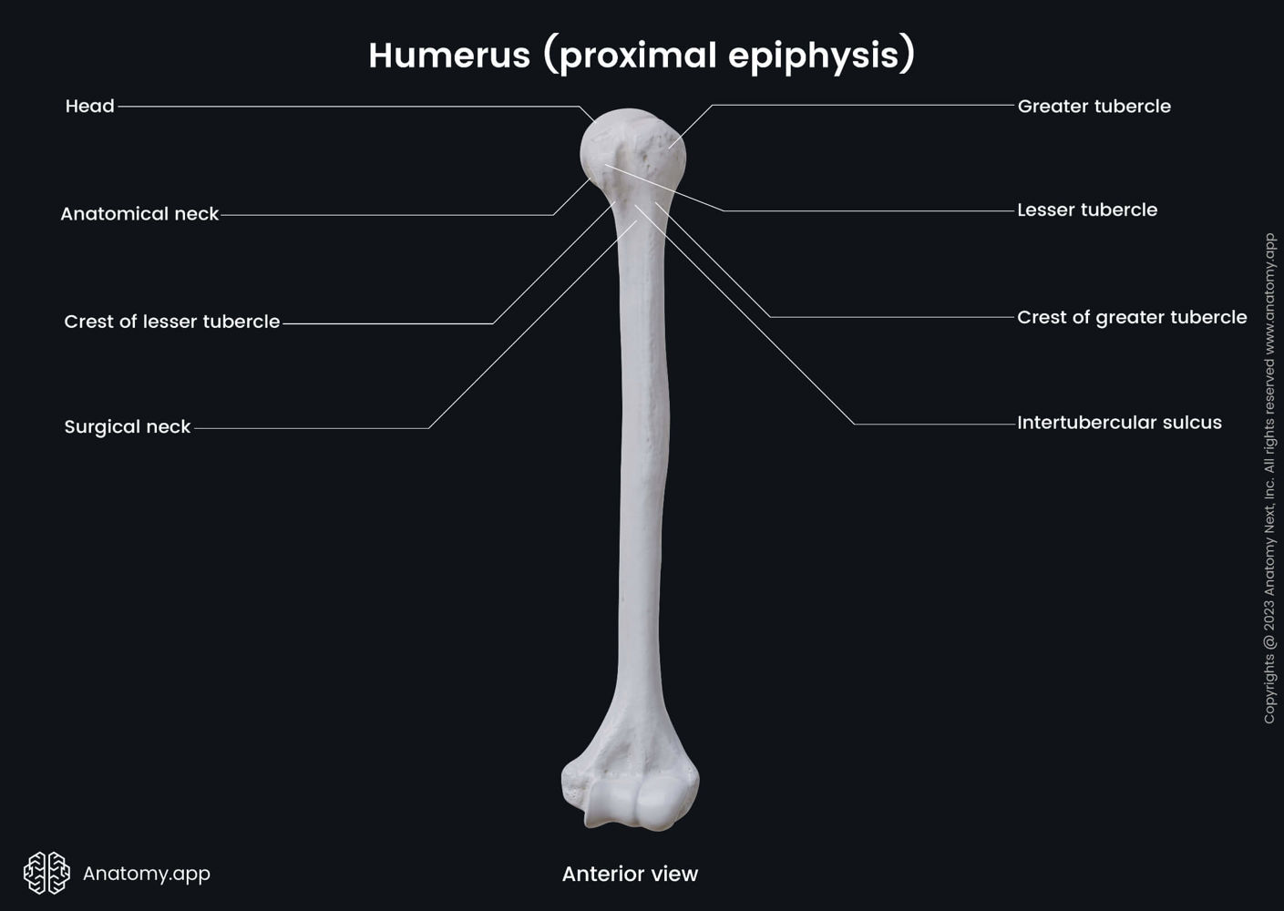 Proximal epiphysis of humerus (anterior view) | Anatomy.app