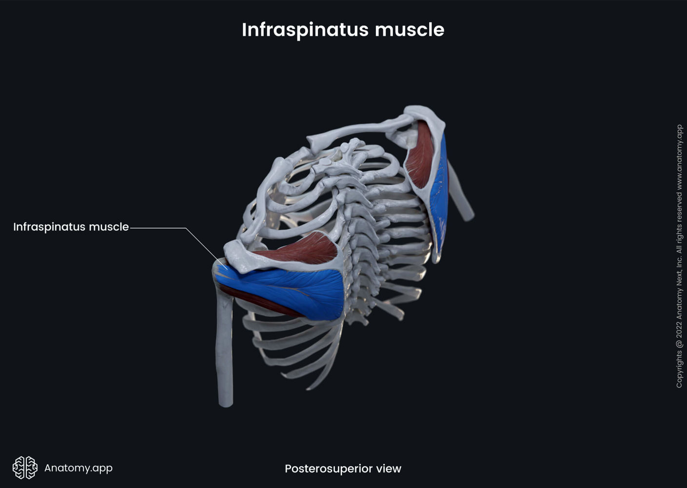 Infraspinatus (posterosuperior view) | Anatomy.app