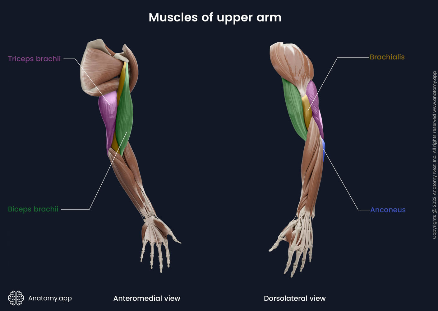Muscles of upper arm | Anatomy.app