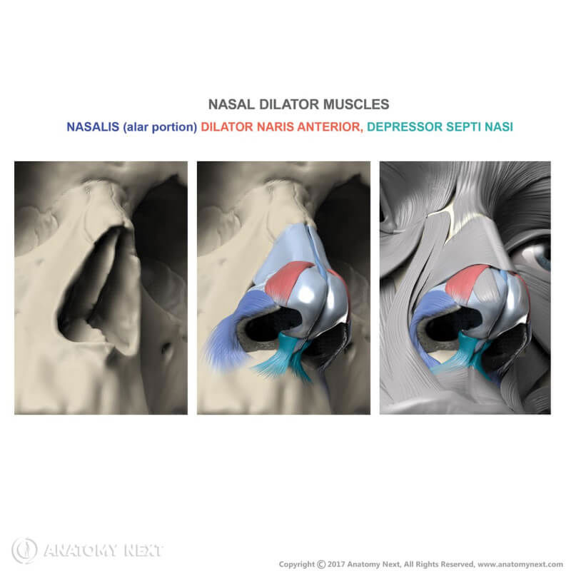 Nasal dilator muscles | Anatomy.app
