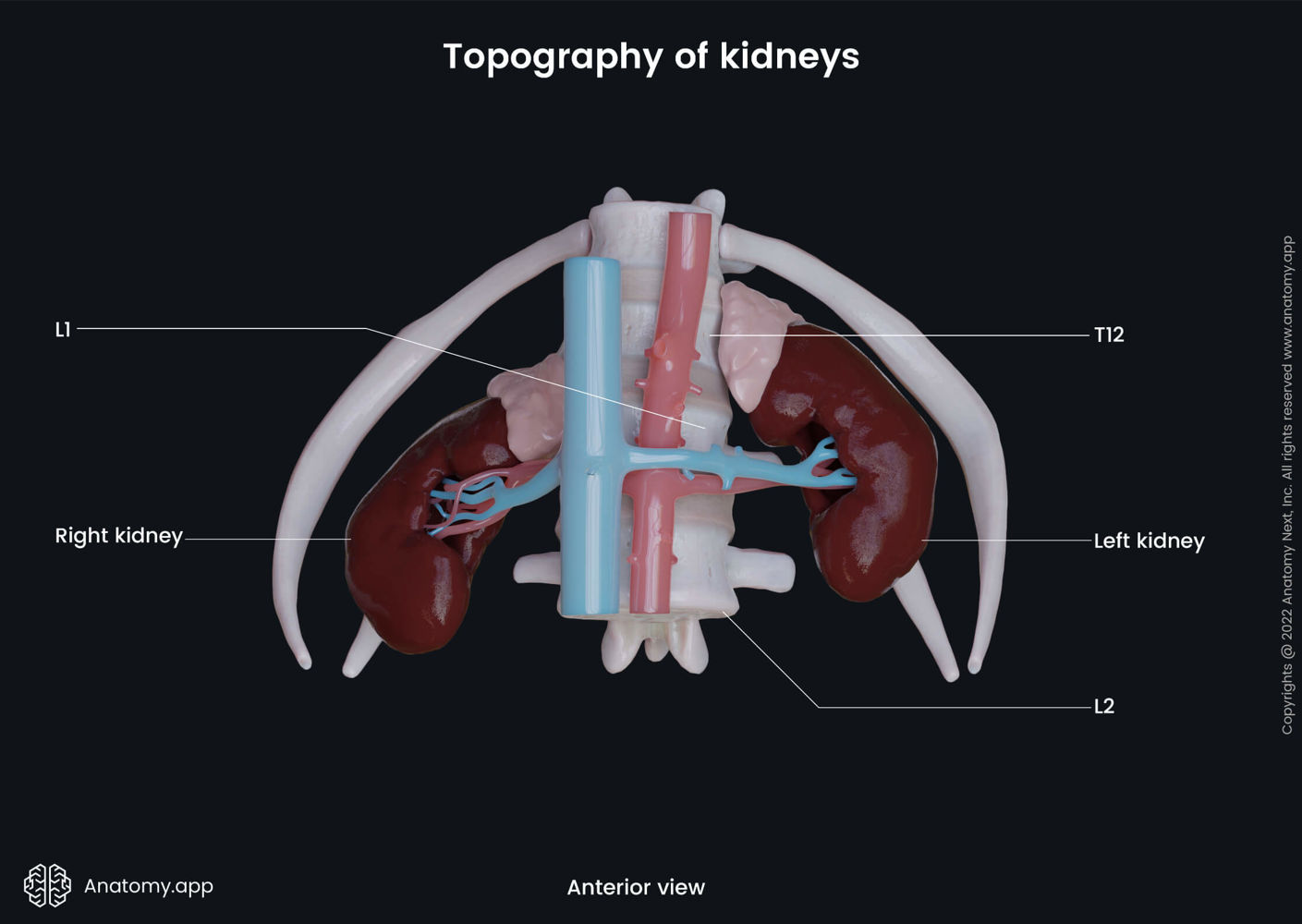Renal vessels and topography of kidneys (anterior view) | Anatomy.app